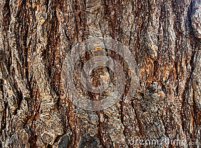 Background Of The Bark Of A Wrinkled And Old Tree. The Pattern Is ...