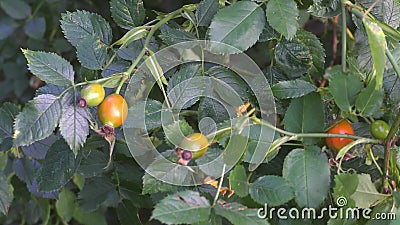Briar, Wild Rose Hip Shrub in Nature Stock Footage - Video of medical ...