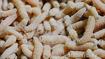 Background of Maggots, Phobia Concept Stock Video - Video of cold, feed ...