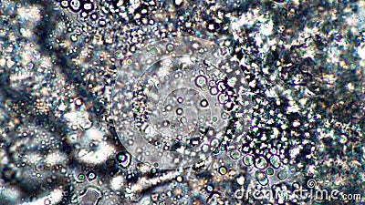 Background from the Microcosm of Milk Bacteria from Leaven Stock ...