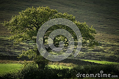 Backlit Oak Tree Stock Photography | CartoonDealer.com #194827022