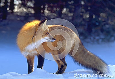 Backlit Red Fox Royalty Free Stock Photography - Image: 448817