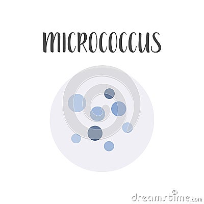 Micrococcus. Bacteria Classification. Spherical Shapes Of Bacteria ...
