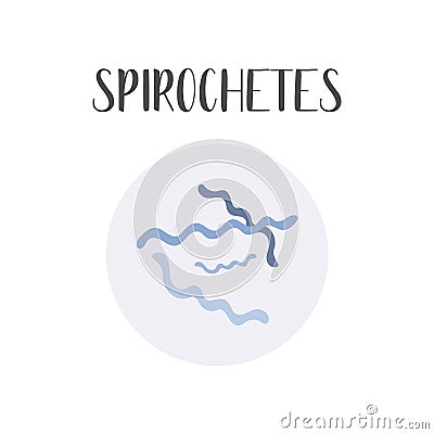 Spirochetes. Bacteria Classification. Spiral Shapes Of Bacteria ...