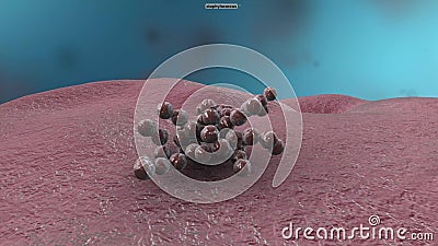 A Cocci are Any Bacteria or Archaeon that Have a Spherical, Oval, or ...