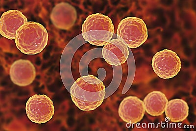 Bacteria Enterococcus, Illustration | CartoonDealer.com #91720174