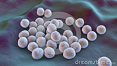 Bacteria Methicillin-resistant Staphylococcus Aureus MRSA Royalty-Free ...