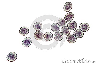 Bacteria Methicillin-resistant Staphylococcus Aureus MRSA Royalty-Free ...