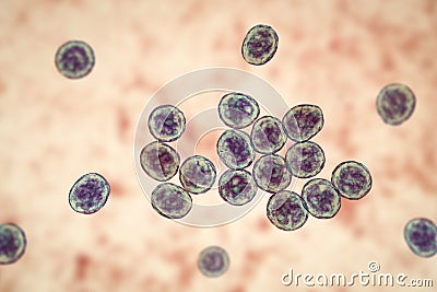 Bacteria Methicillin-resistant Staphylococcus Aureus MRSA Royalty-Free ...