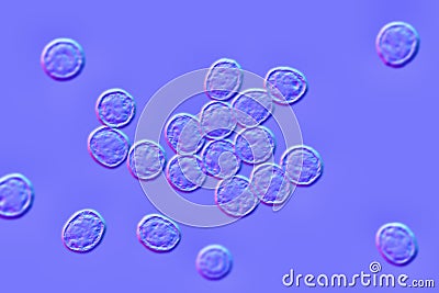 Bacteria Methicillin-resistant Staphylococcus Aureus MRSA Royalty-Free ...