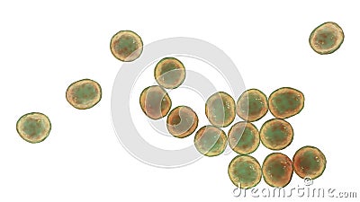 Bacteria Methicillin-resistant Staphylococcus Aureus MRSA Royalty-Free ...