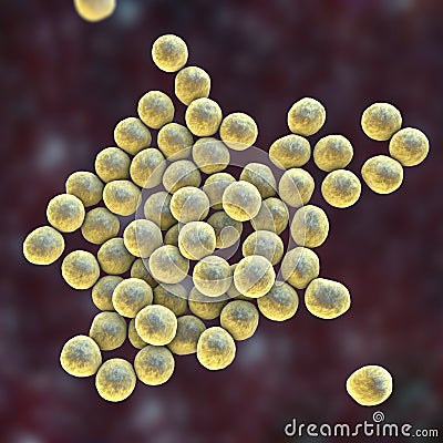 Bacteria Methicillin-resistant Staphylococcus Aureus MRSA Royalty-Free ...