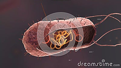 Bacteria are a Simple Form of Life Known As Prokaryotes. Stock Video ...