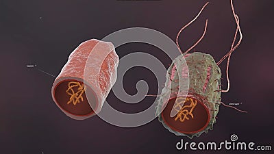 Bacteria are Small Single Celled Organisms. Stock Footage - Video of ...