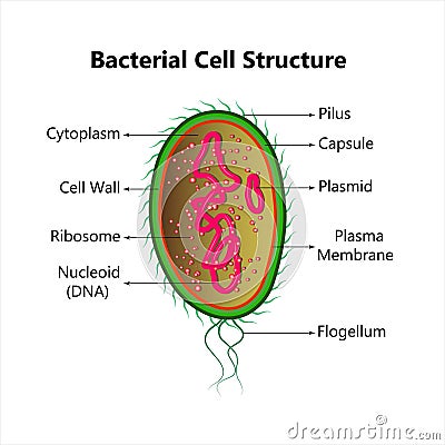 Bacterial Cell Anatomy Labeling Structures On A Bacillus Cell With ...