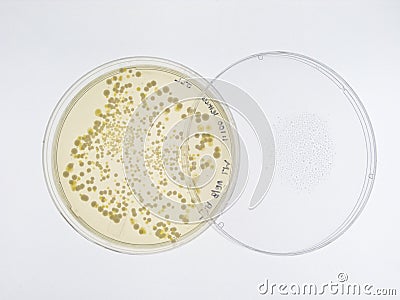 Bacterial Colonies On Agar Plate Stock Images - Image: 6515614