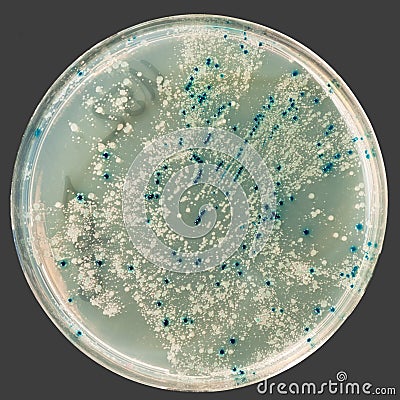 Bacterial Colonies On Agar Plate Royalty Free Stock Photography - Image ...
