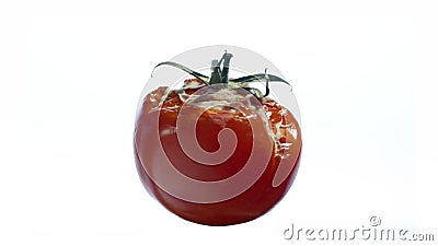 Bad with Rot and Mold Tomato Loopable Rotates Stock Footage - Video of ...