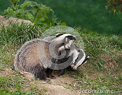 Badger Cubs Playing Royalty Free Stock Images - Image: 18346949