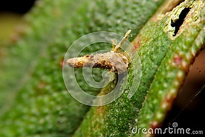 Bagworm Moth Psychidae Larva With Best Architectural Design Royalty ...