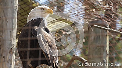 Bald Eagle stock footage. Video of cage, toronto, eagle - 49672914