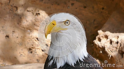 Bald Eagle close-up stock footage. Video of eagle, watching - 183981866