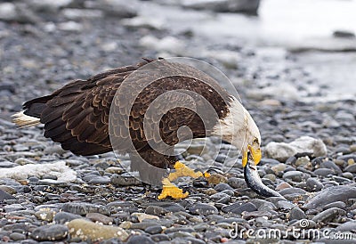 Bald Eagle Eating Stock Photography - Image: 17538352