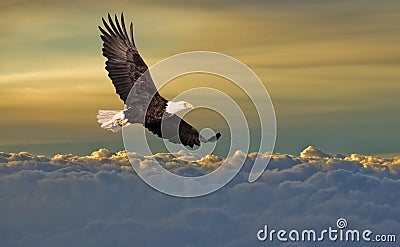 Bald Eagle Flying Above The Clouds Royalty Free Stock Photos - Image: 19596378