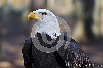 Bald Eagle Head Shot Stock Photo - Image: 39608604
