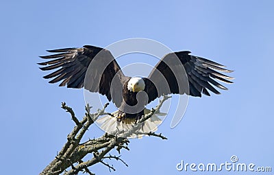 American Bald Eagle Landing