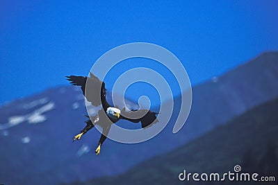Bald Eagle Swooping In Royalty-Free Stock Photography | CartoonDealer ...