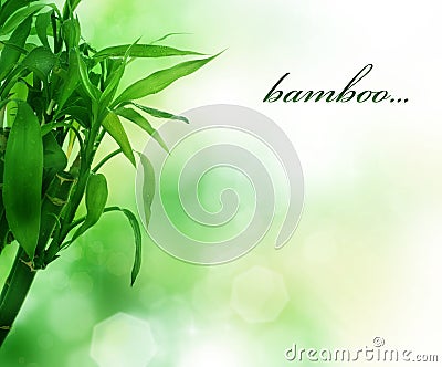 Bamboo stock photo. Image of close, abstract, east, branch - 12283224