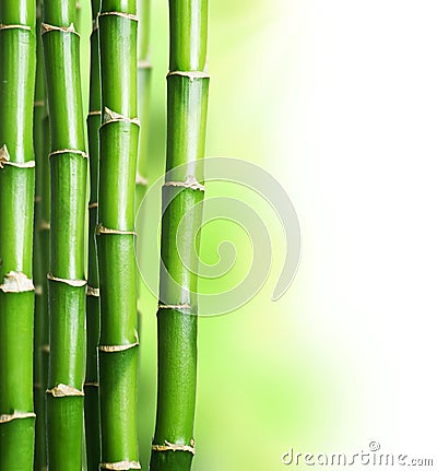 Bamboo stock photo. Image of close, abstract, east, branch - 12283224
