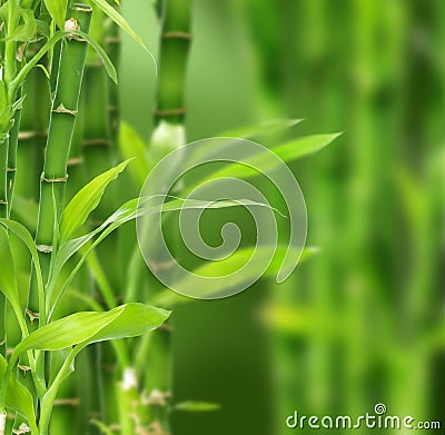 Bamboo stock photo. Image of close, abstract, east, branch - 12283224