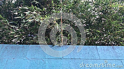 Bamboo Blowing in the Wind Footage Stock Video - Video of leaves ...