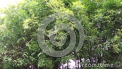 Bamboo Tree Forest Blowing in the Wind and Rain Storm. Abstract ...