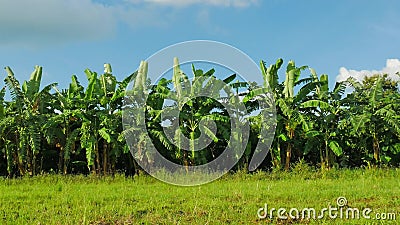 Banana field,banana farm. stock footage. Video of organic - 101837114