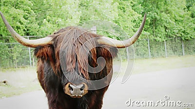 BANG !!! - Highland Cow Charging and Hit Camera Stock Footage - Video ...