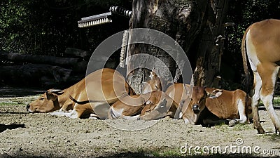 Banteng, Bos Javanicus or Red Bull is a Type of Wild Cattle. Stock ...