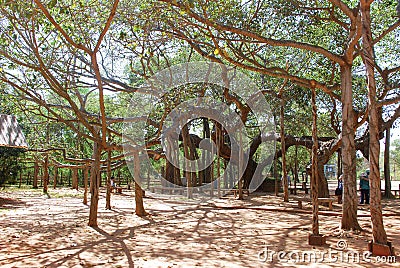Banyan Tree In Auroville Stock Photography | CartoonDealer.com #46632260