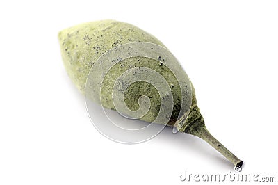 Baobab Seed Pod On White Royalty Free Stock Image - Image: 13323306