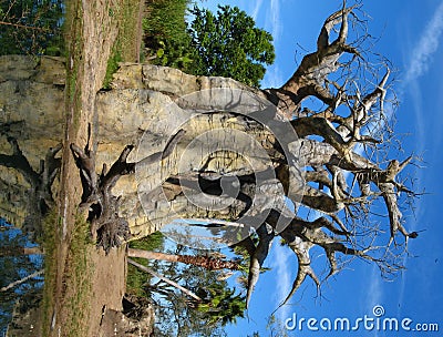 Baobab Tree Stock Photography - Image: 1527842
