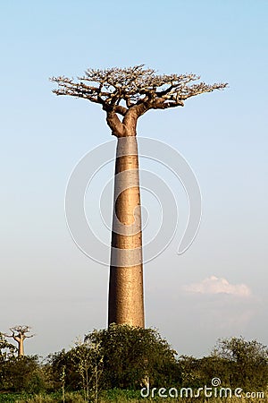 Baobab Tree Stock Image - Image: 23471471