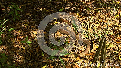 A Bardick Snake Slithering Away Stock Video - Video of flat, slithering ...