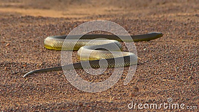A Bardick Snake Slithering Away Stock Video - Video of flat, slithering ...