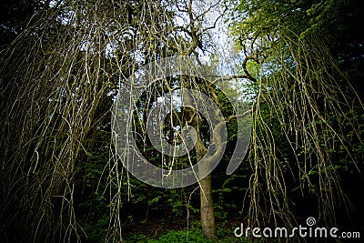 Droopy Tree Stock Image | CartoonDealer.com #94860295