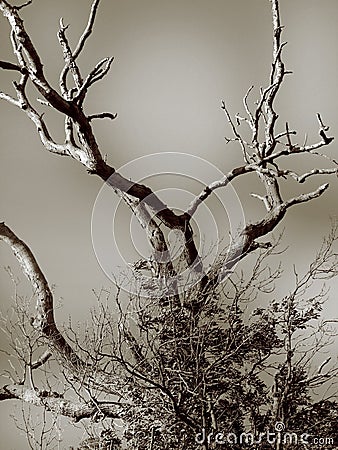Old Scary Tree with Angry Face in Woods Stock Image - Image of evening ...