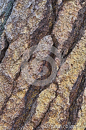 Bark Patterns Stock Photo | CartoonDealer.com #42412044