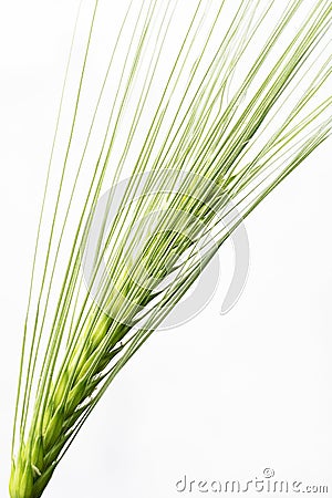 Barley Seed Head Royalty Free Stock Images - Image: 2415639