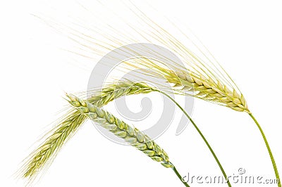 Barley, Wheat And Rye Stock Photos - Image: 15406083